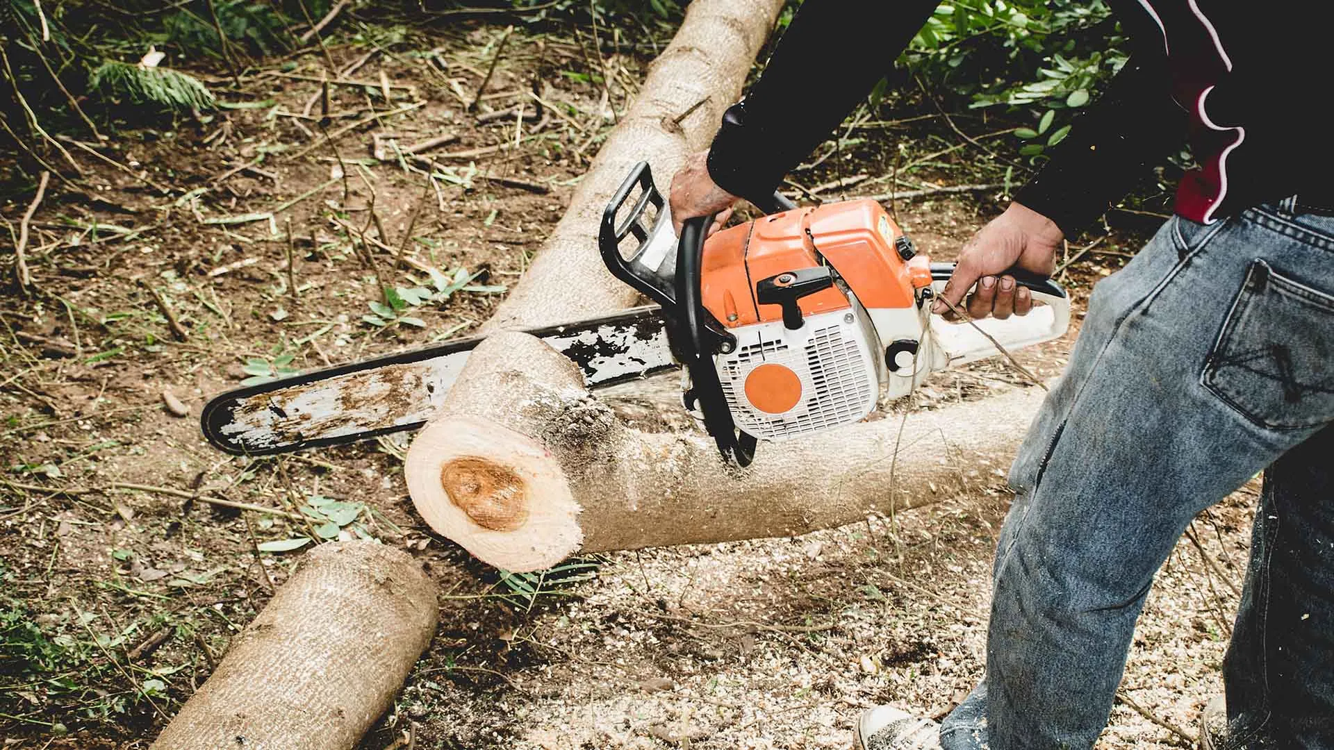 Laporte CO Tree Service | Diamond Tree Company